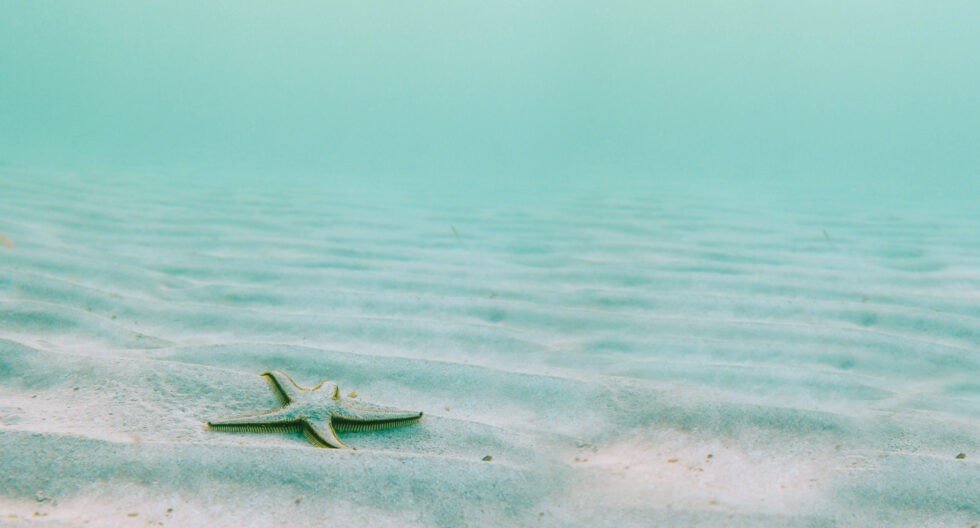 Why we should connect our actions to the ocean every day - City to Sea